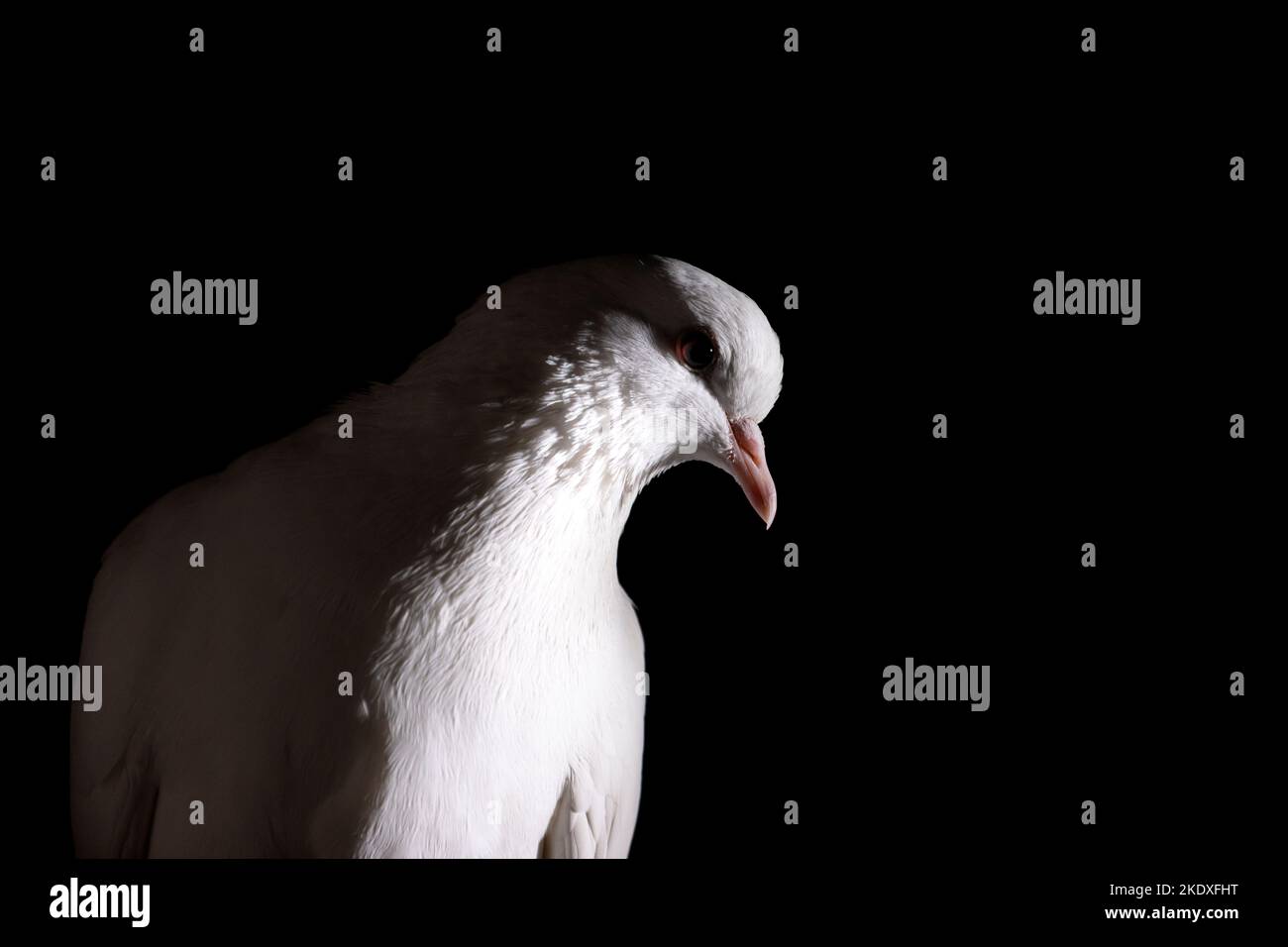 white dove in the dark close-up Stock Photo - Alamy