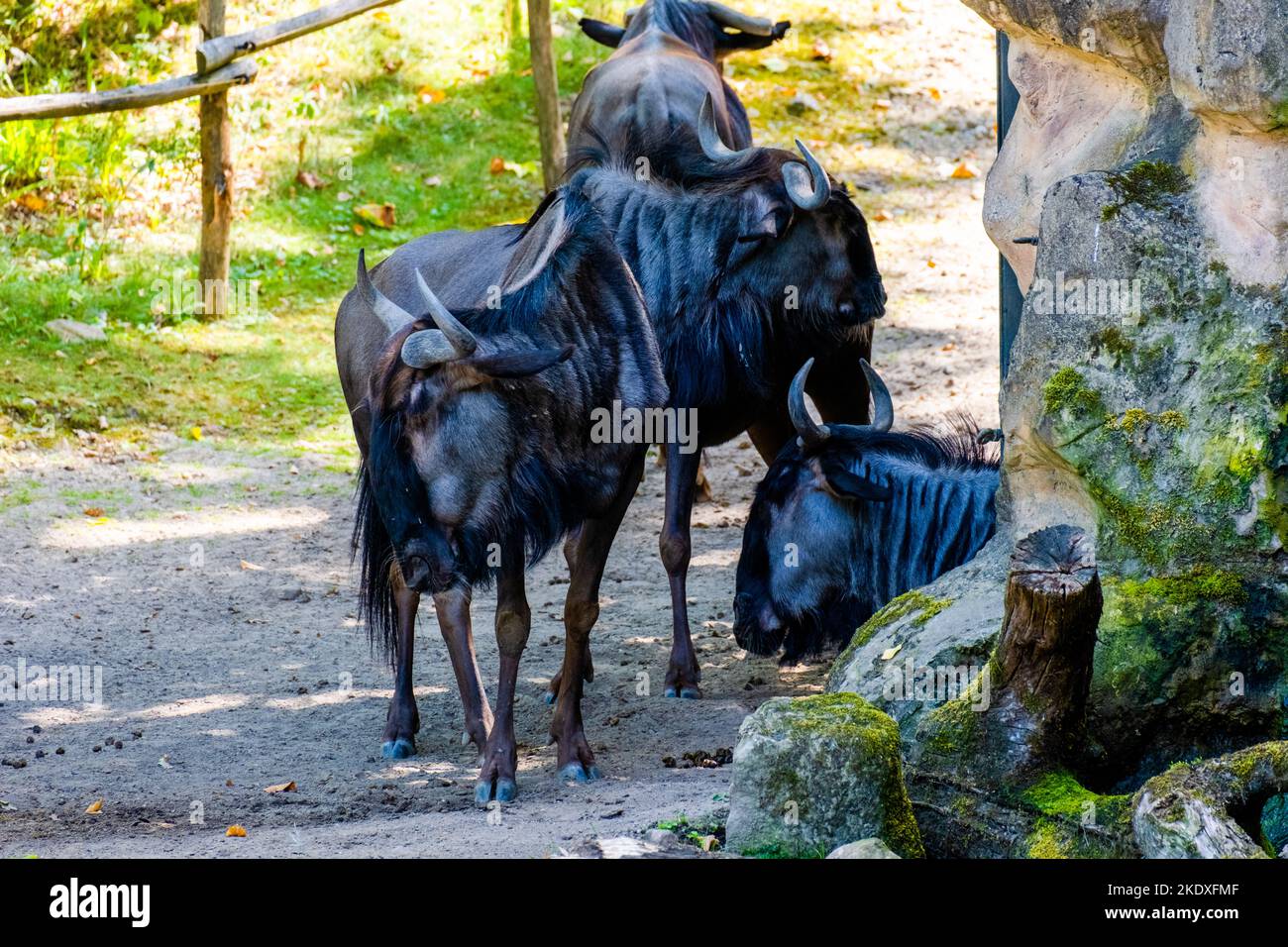 buffalos in local zoo. group of animals Stock Photo - Alamy