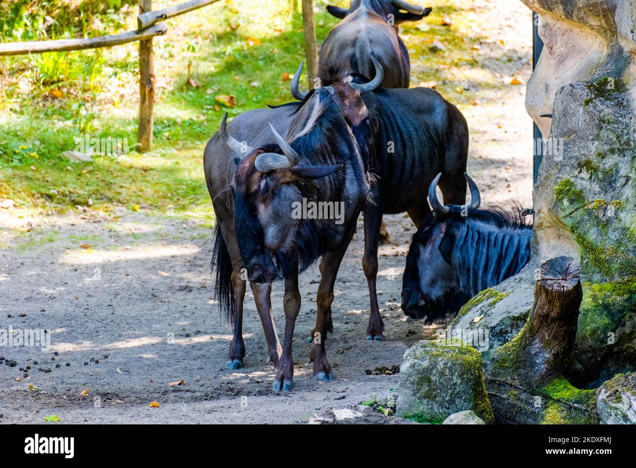 buffalos in local zoo. group of animals Stock Photo - Alamy