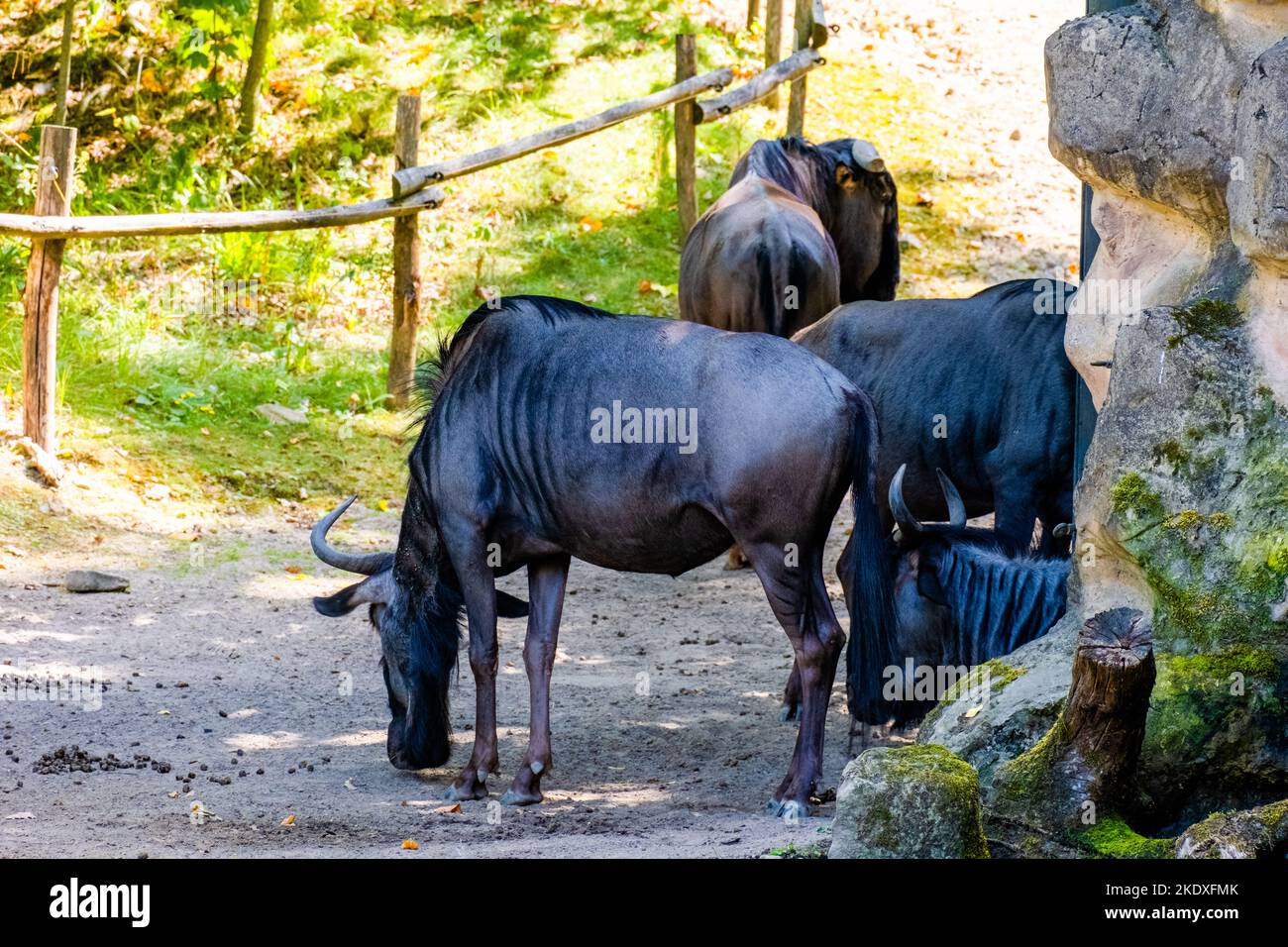 buffalos in local zoo. group of animals Stock Photo - Alamy