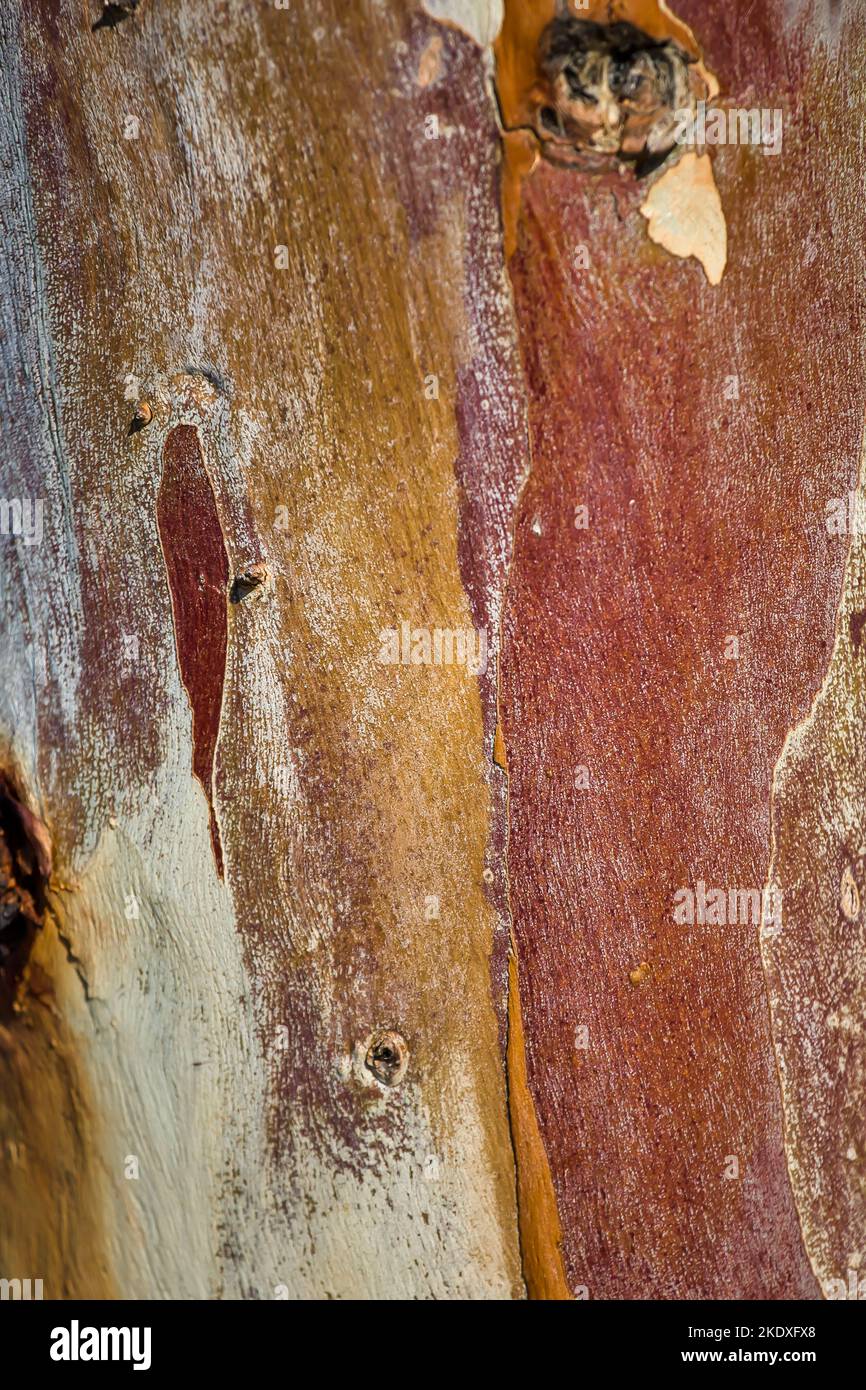 Tree Bark. Extreme Close-Up. Abstract colors, textures on and patterns ...