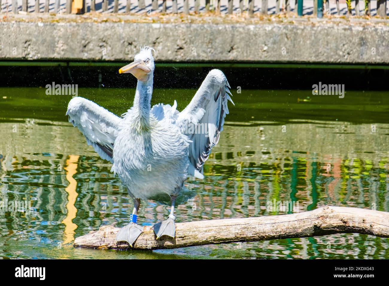 Water birds swan duck seagull hi-res stock photography and images - Alamy