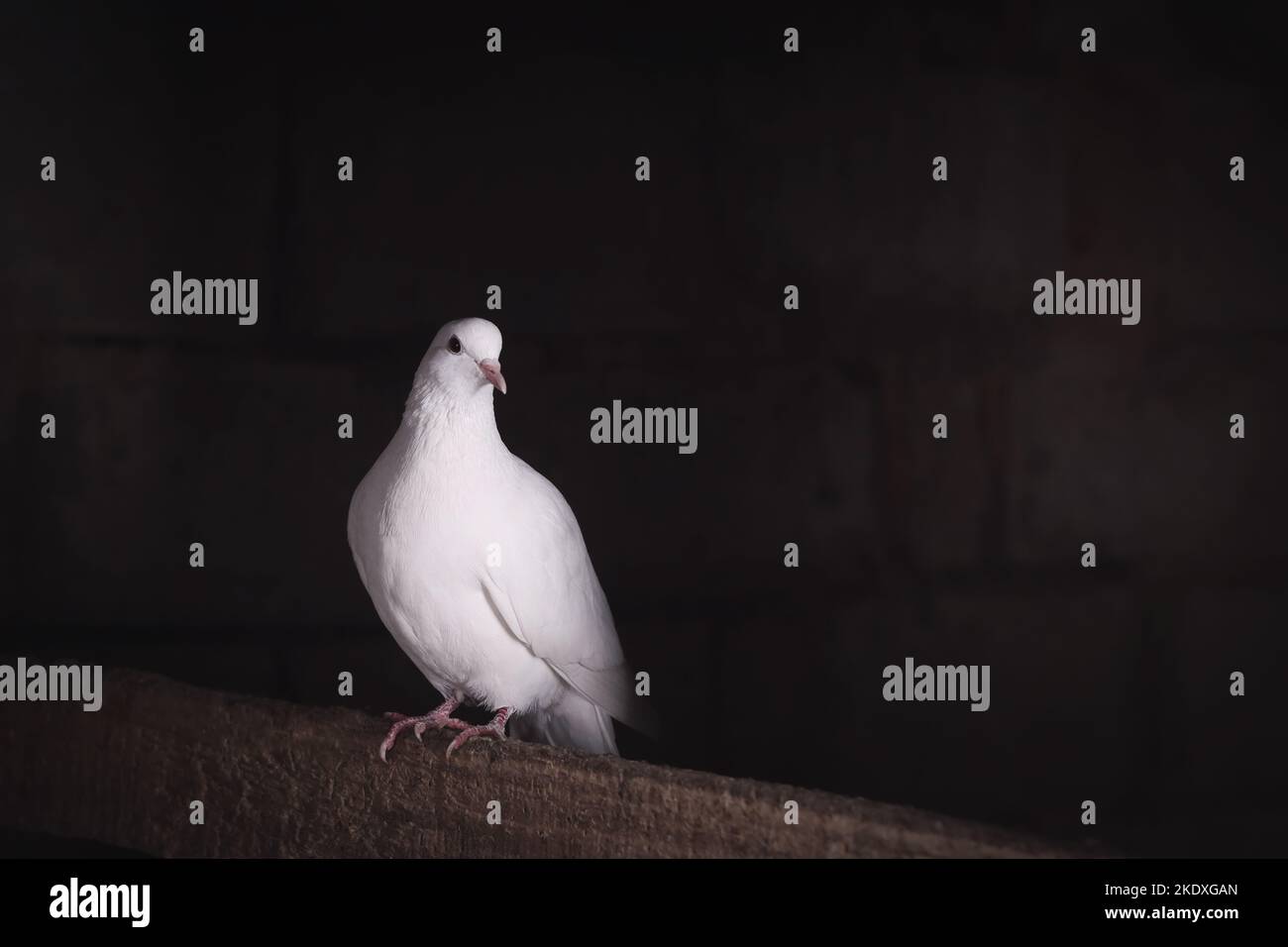 white dove of peace sits in the dark Stock Photo - Alamy