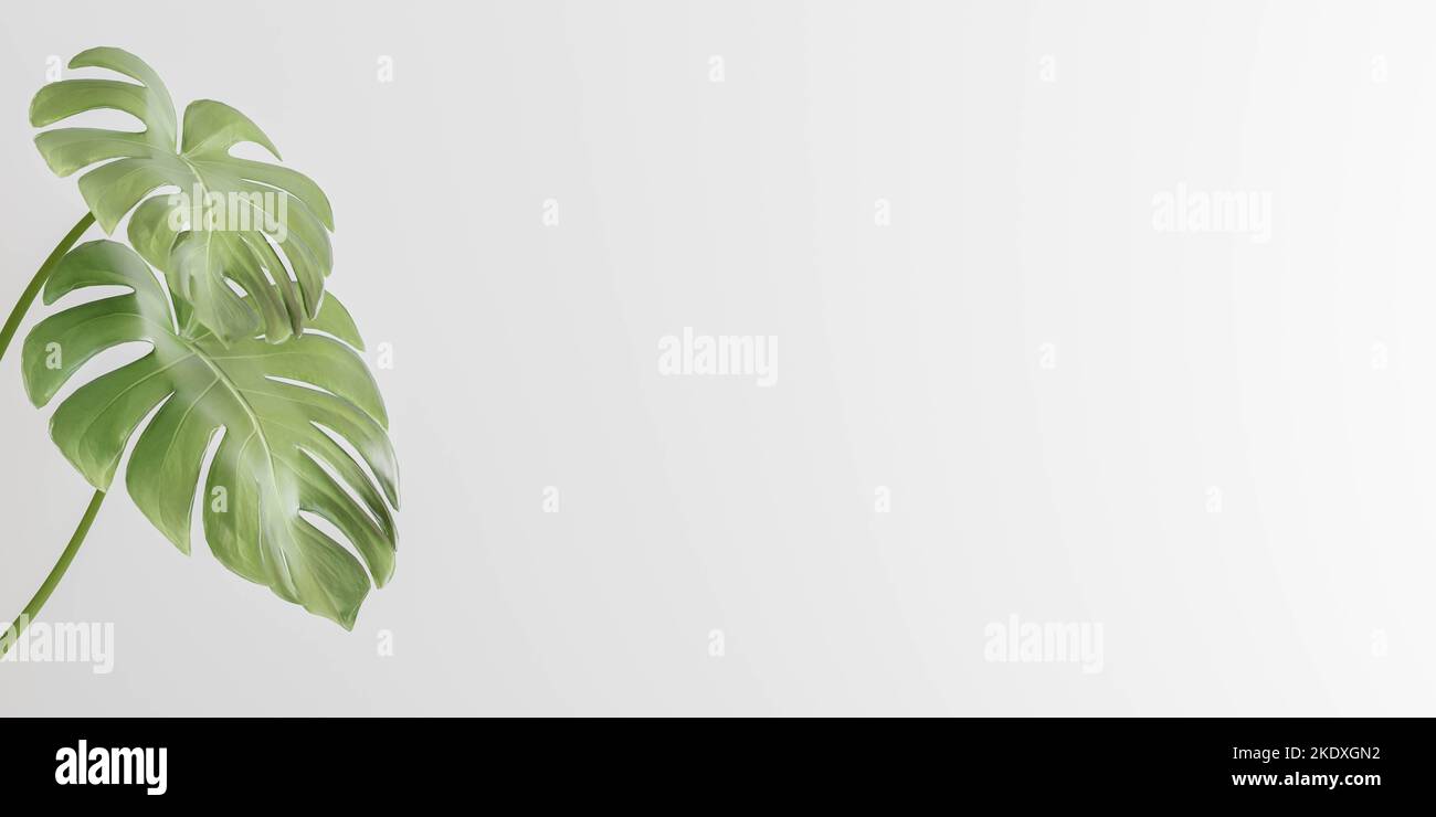 white empty blank background with plants 3d render illustration Stock ...