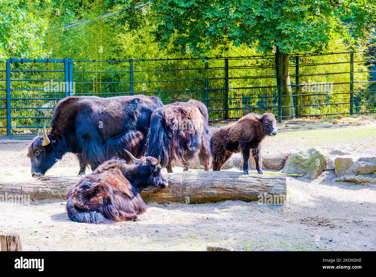 Bison baby posing on log at local zoo Stock Photo - Alamy