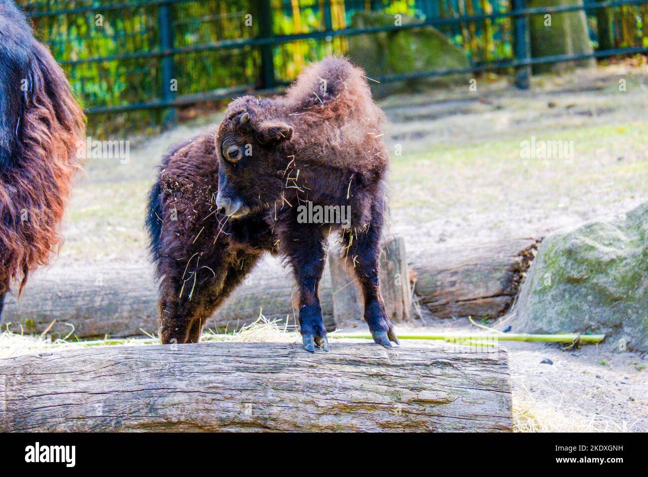 America bison predator hi-res stock photography and images - Alamy