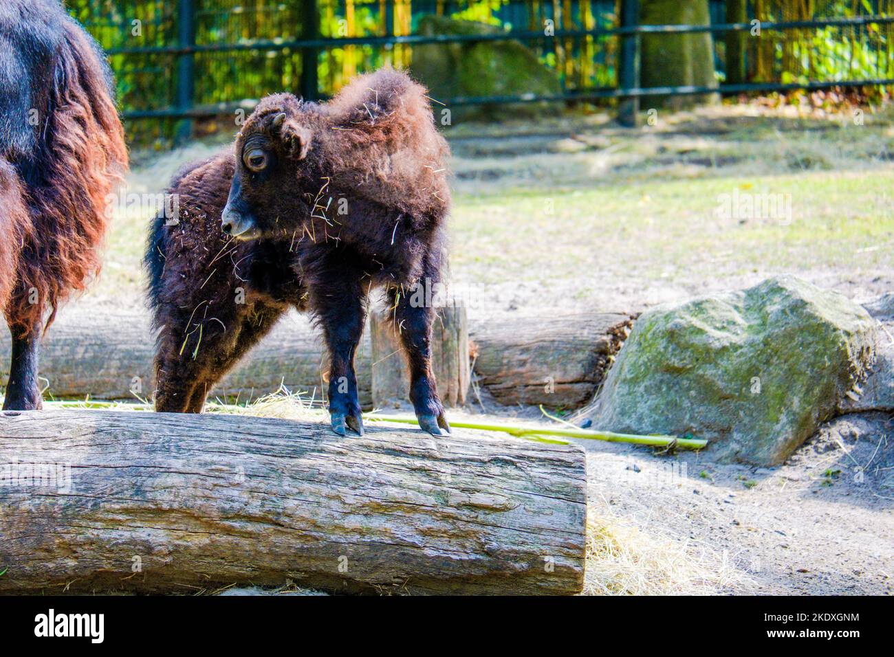 Bison baby posing on log at local zoo Stock Photo - Alamy