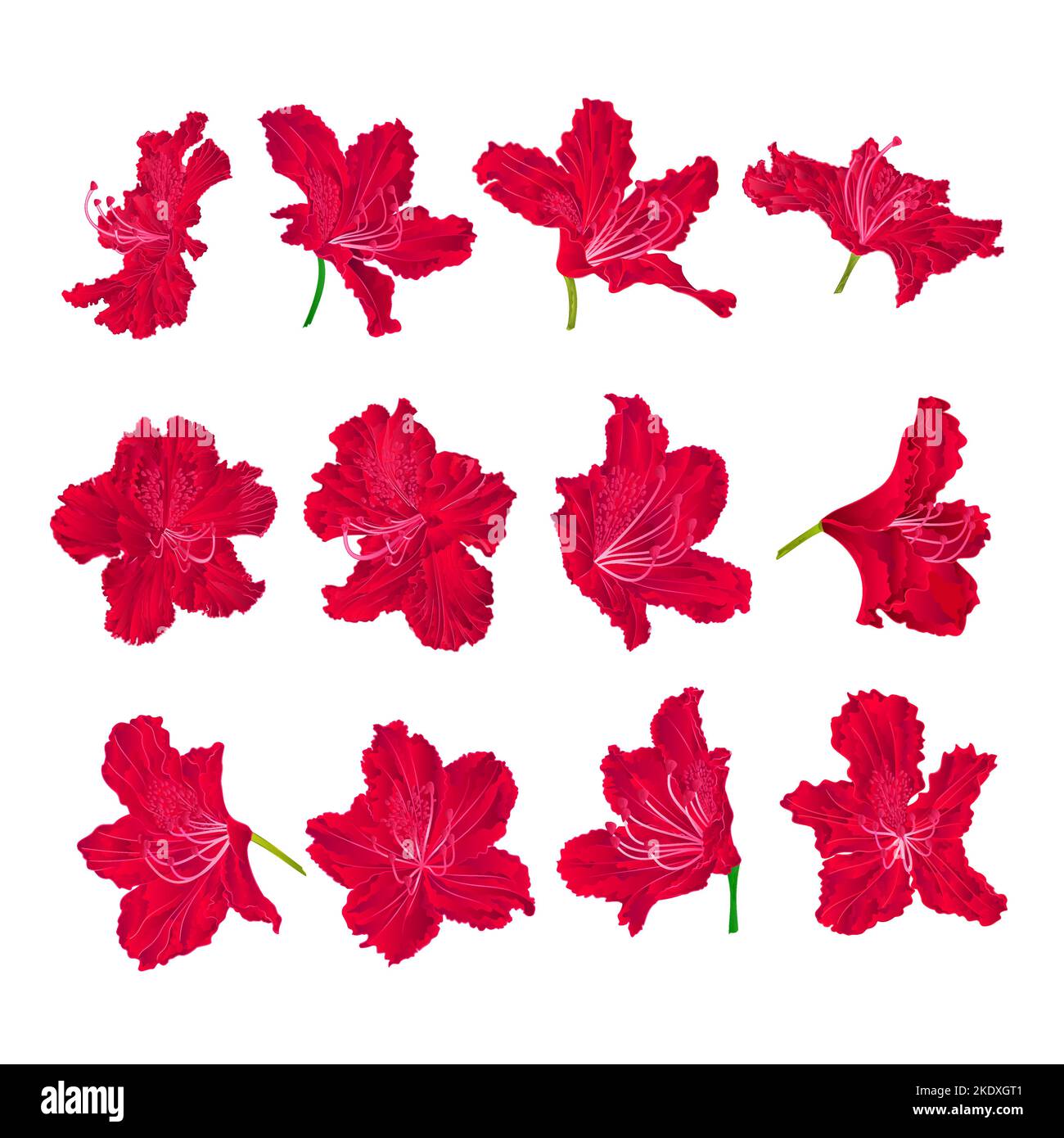 Red flowers rhododendrons mountain shrub on a white background vintage ...
