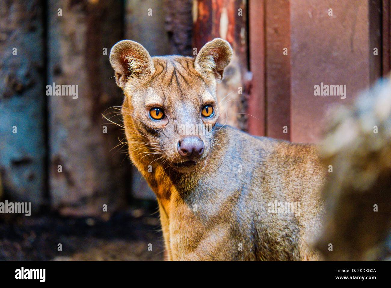 The Fossa of Madagascar close-up portrait in zoo Stock Photo - Alamy