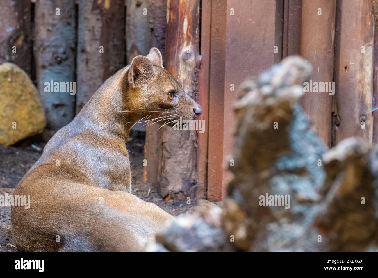 The Fossa of Madagascar close-up portrait in zoo Stock Photo - Alamy