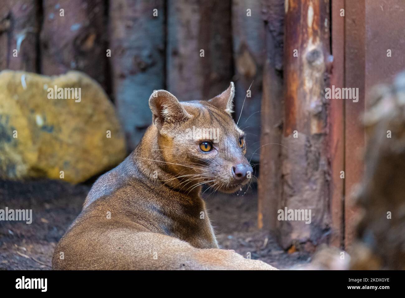 The Fossa of Madagascar close-up portrait in zoo Stock Photo - Alamy