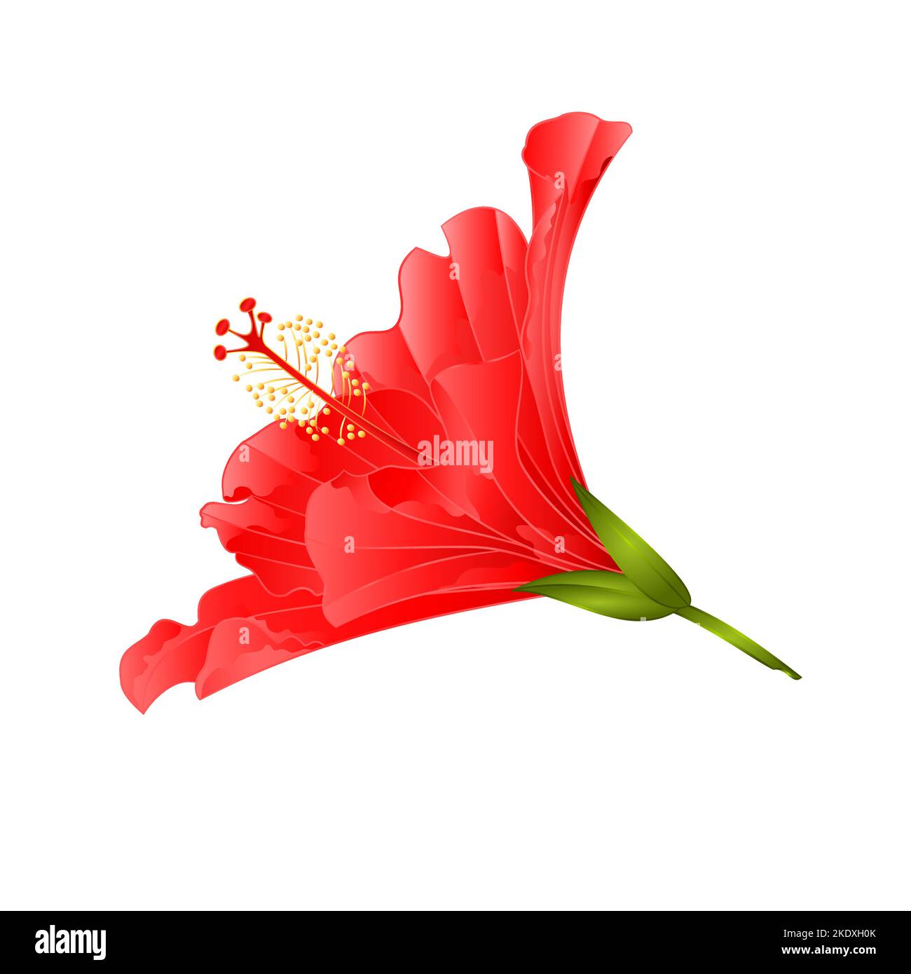 Red flower tropical plant hibiscus on a white background vintage vector ...