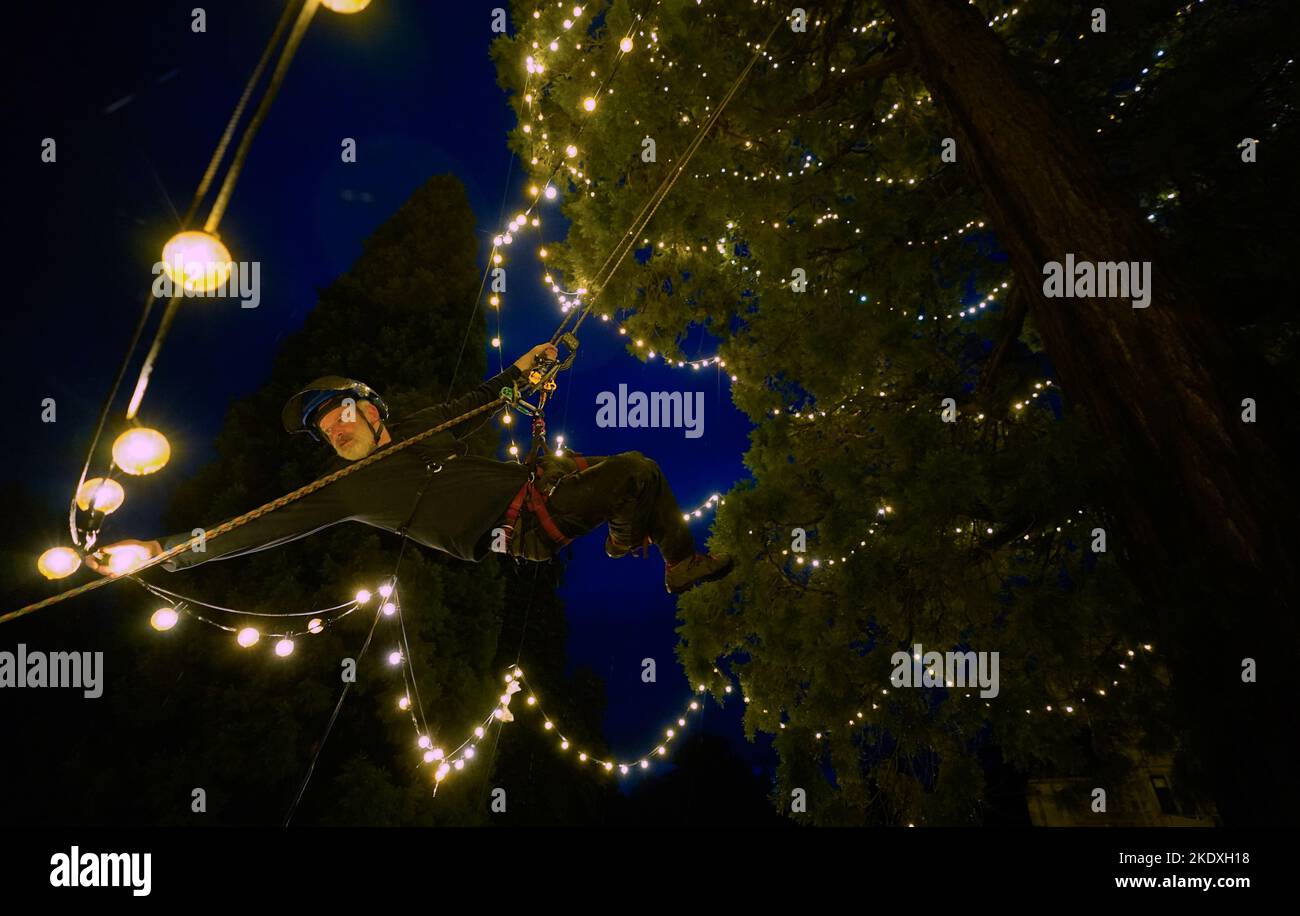 Russell Croft, Arboretum manager at Wakehurst, climbs the UK's tallest ...