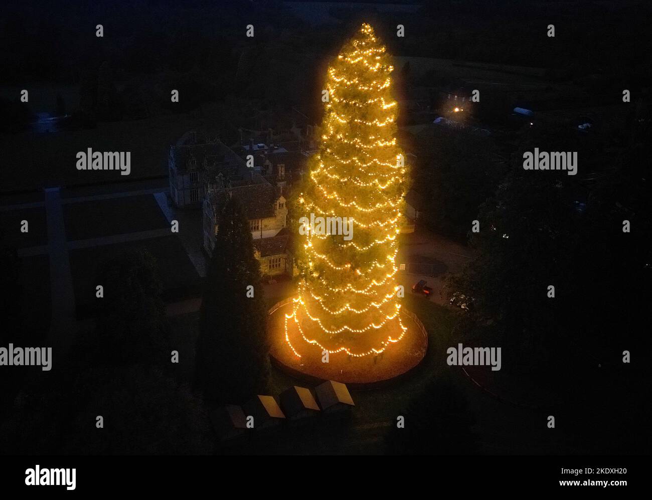Where Is The Tallest Living Christmas Tree at Erin Mackenzie blog