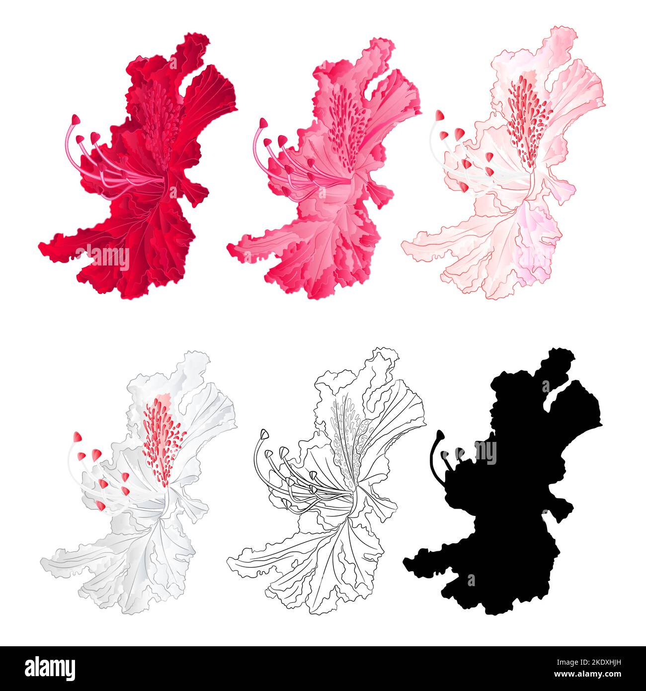 Flower rhododendron mountain shrub red,pink, light pink, white ...
