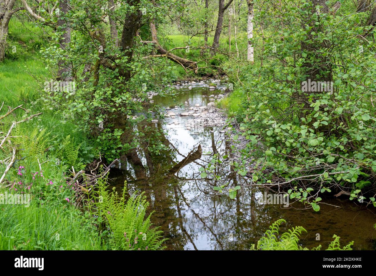 Uk landscape scottish burn hi-res stock photography and images - Alamy