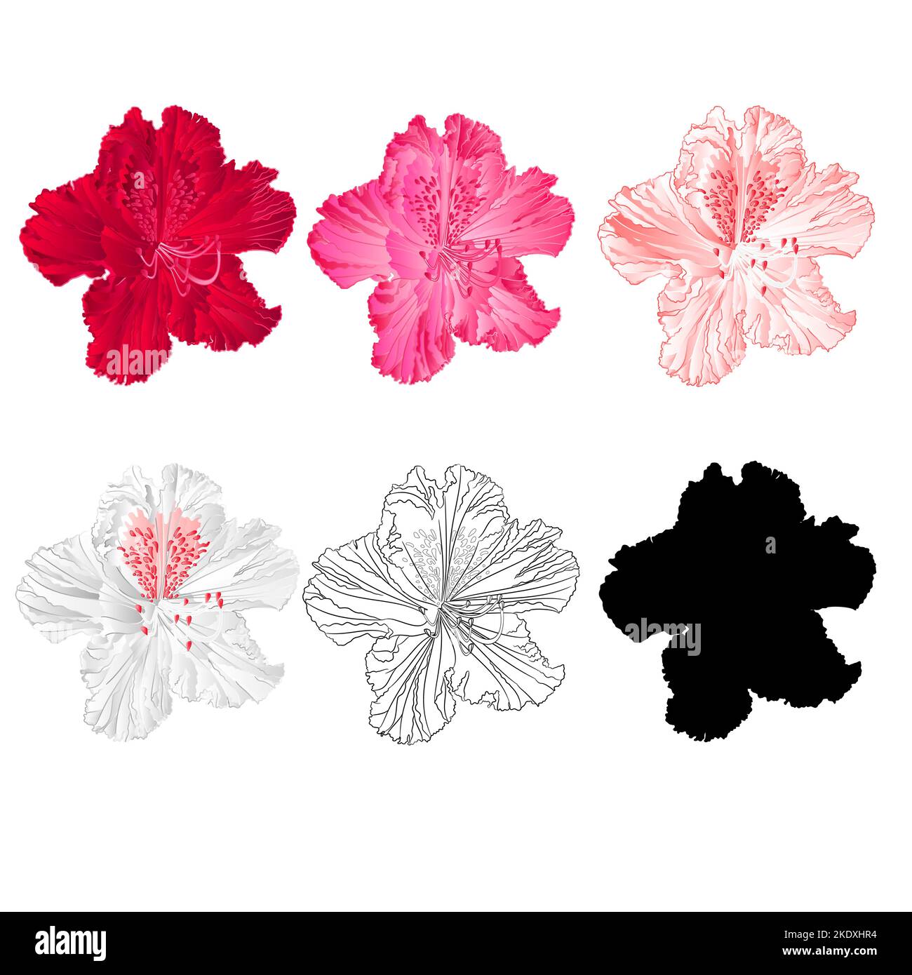 Flower rhododendron mountain shrub red,pink, light pink, white ...