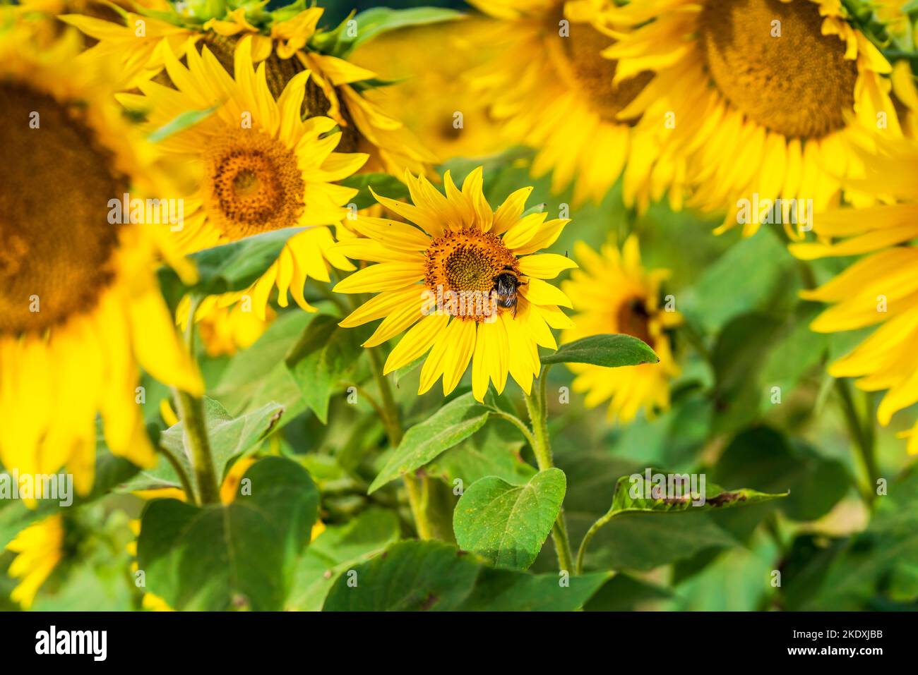 Sunflower bee sky yellow green clear hi-res stock photography and ...