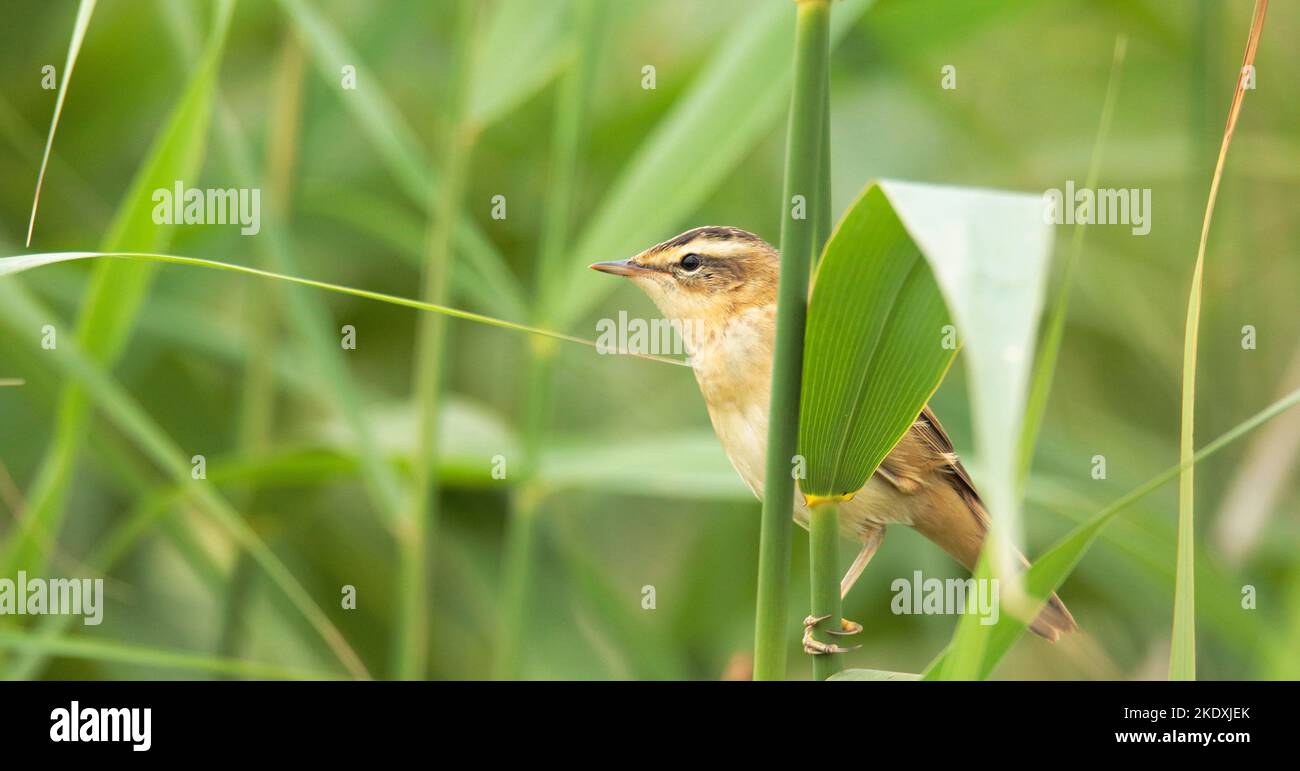 Mace sedge hi-res stock photography and images - Alamy