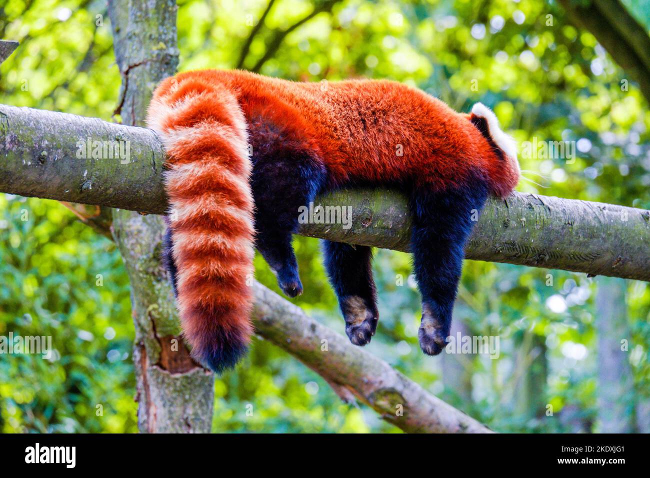 Red panda sleeping on tree hi-res stock photography and images - Alamy