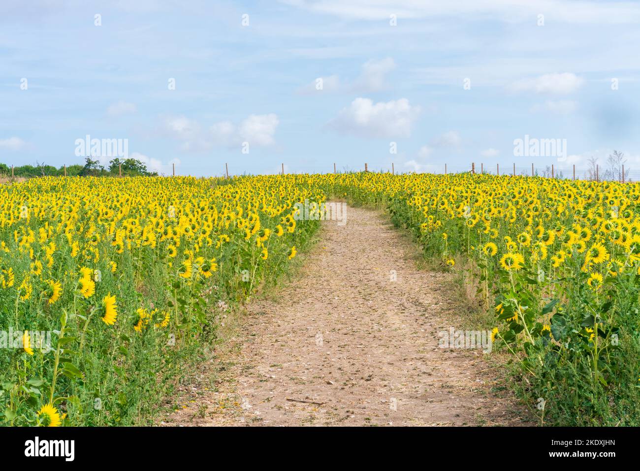 Through sunflower path hi-res stock photography and images - Alamy