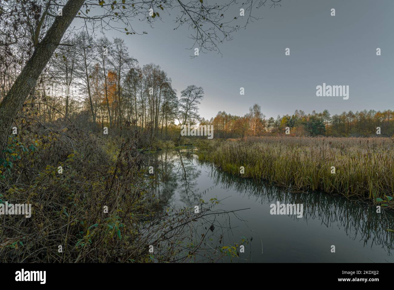 Fall colors by the Grabia River, lit by the setting sun, Poland Stock ...