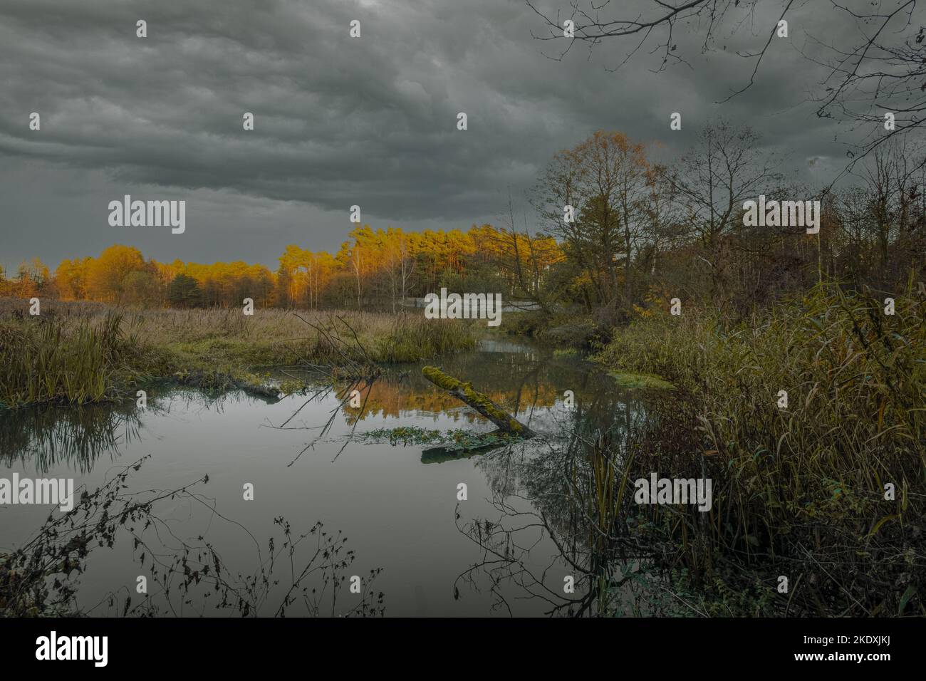 Fall colors by the Grabia River, lit by the setting sun, Poland Stock ...