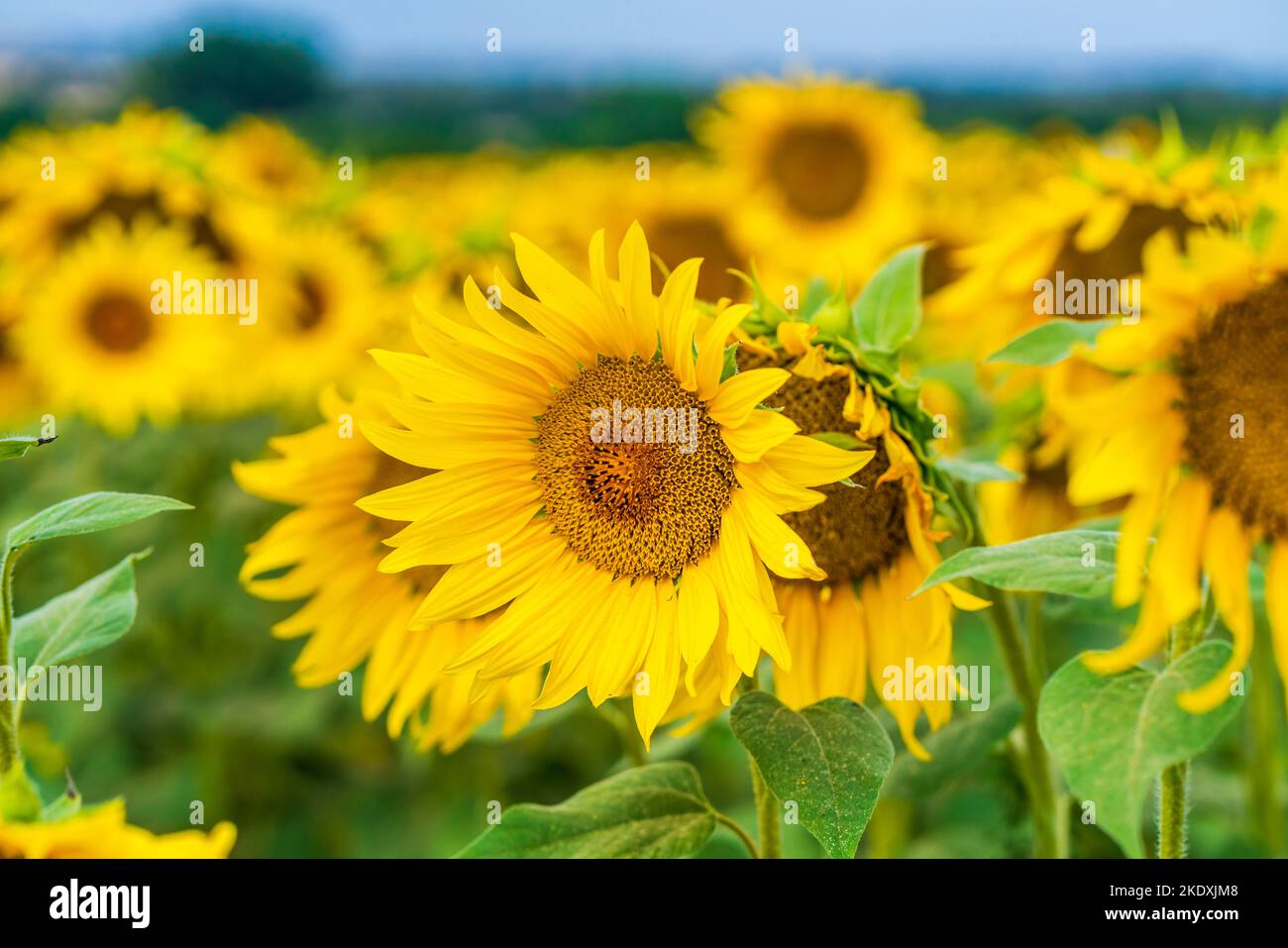 A field of sunflowers in England - selective focus on one flower Stock ...