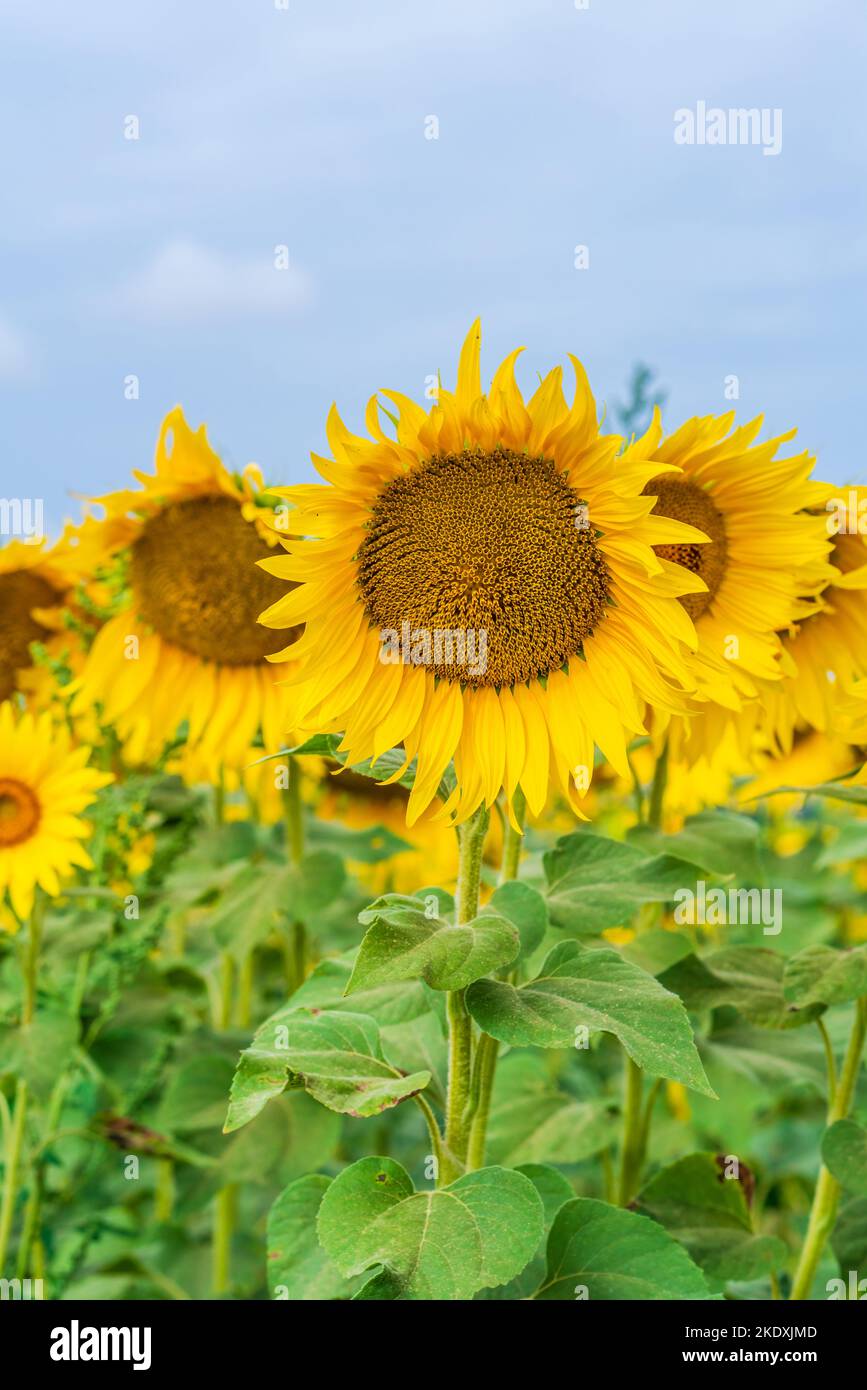 A field of sunflowers in England - selective focus on one flower Stock ...