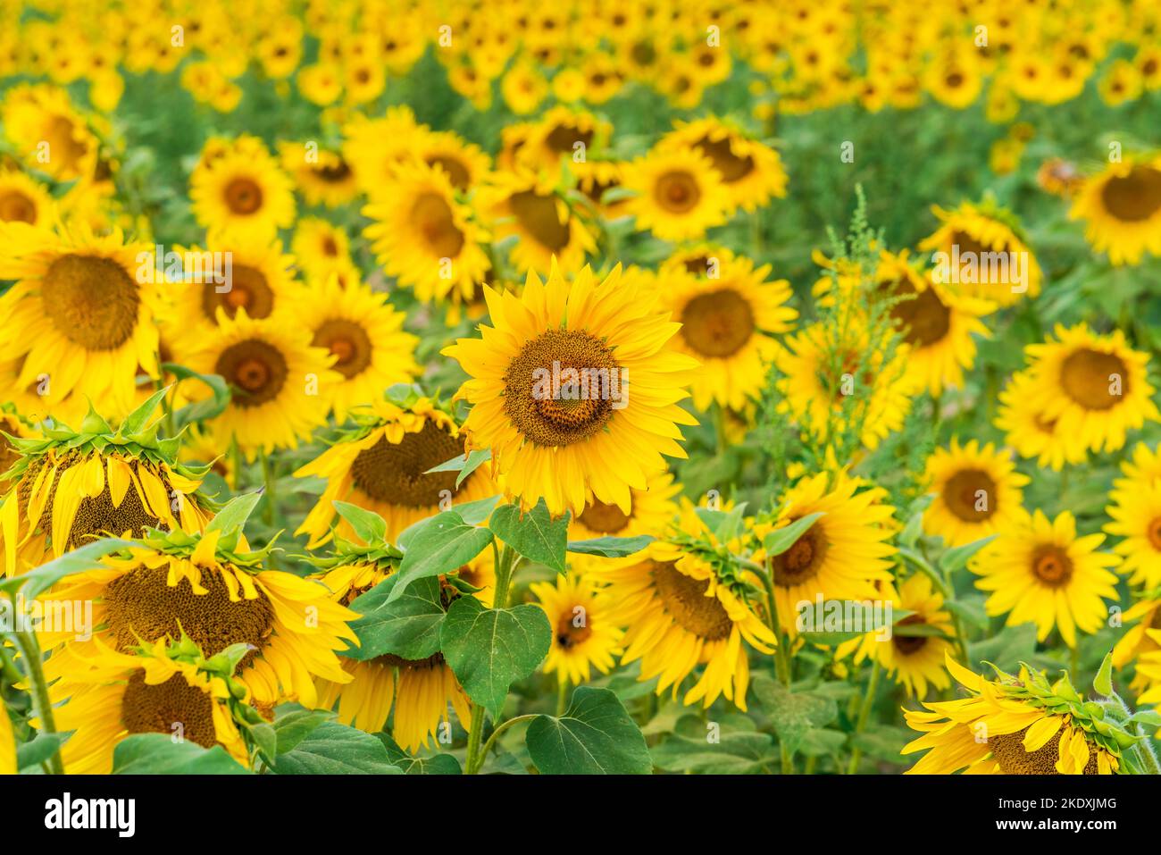 A field of sunflowers in England - selective focus on one flower Stock ...