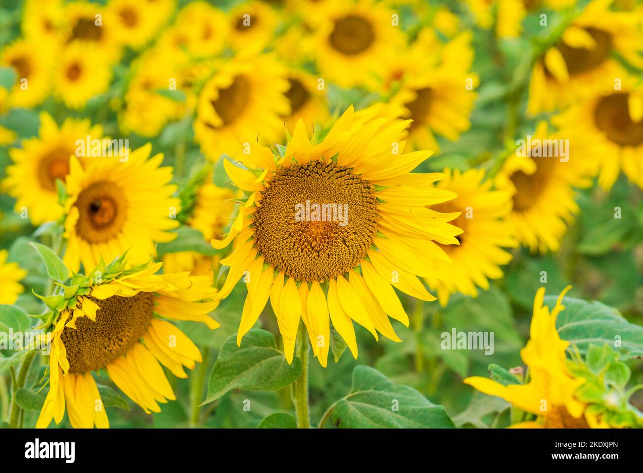 A field of sunflowers in England - selective focus on one flower Stock ...