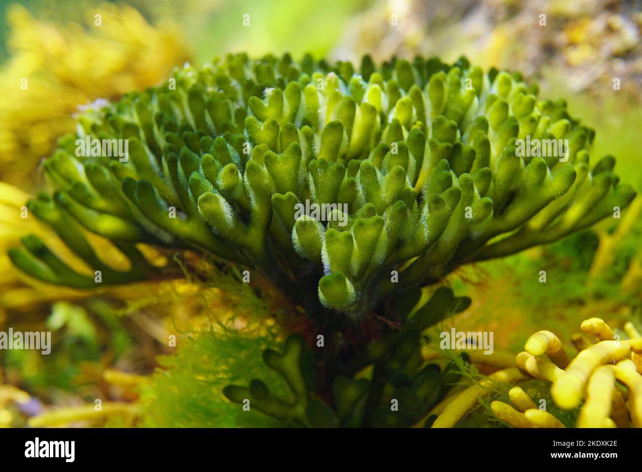 Green alga velvet horn seaweed close-up, Codium tomentosum, underwater ...
