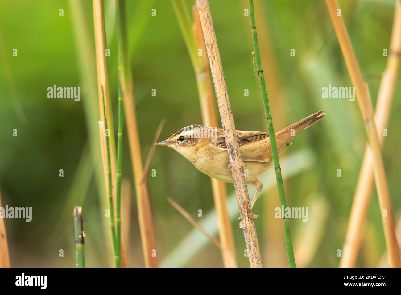Mace sedge hi-res stock photography and images - Alamy