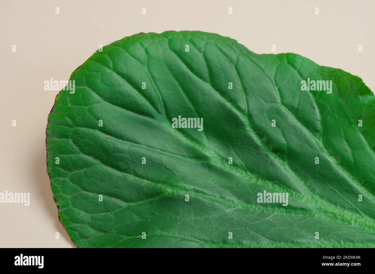 Large leaf template hi-res stock photography and images - Alamy