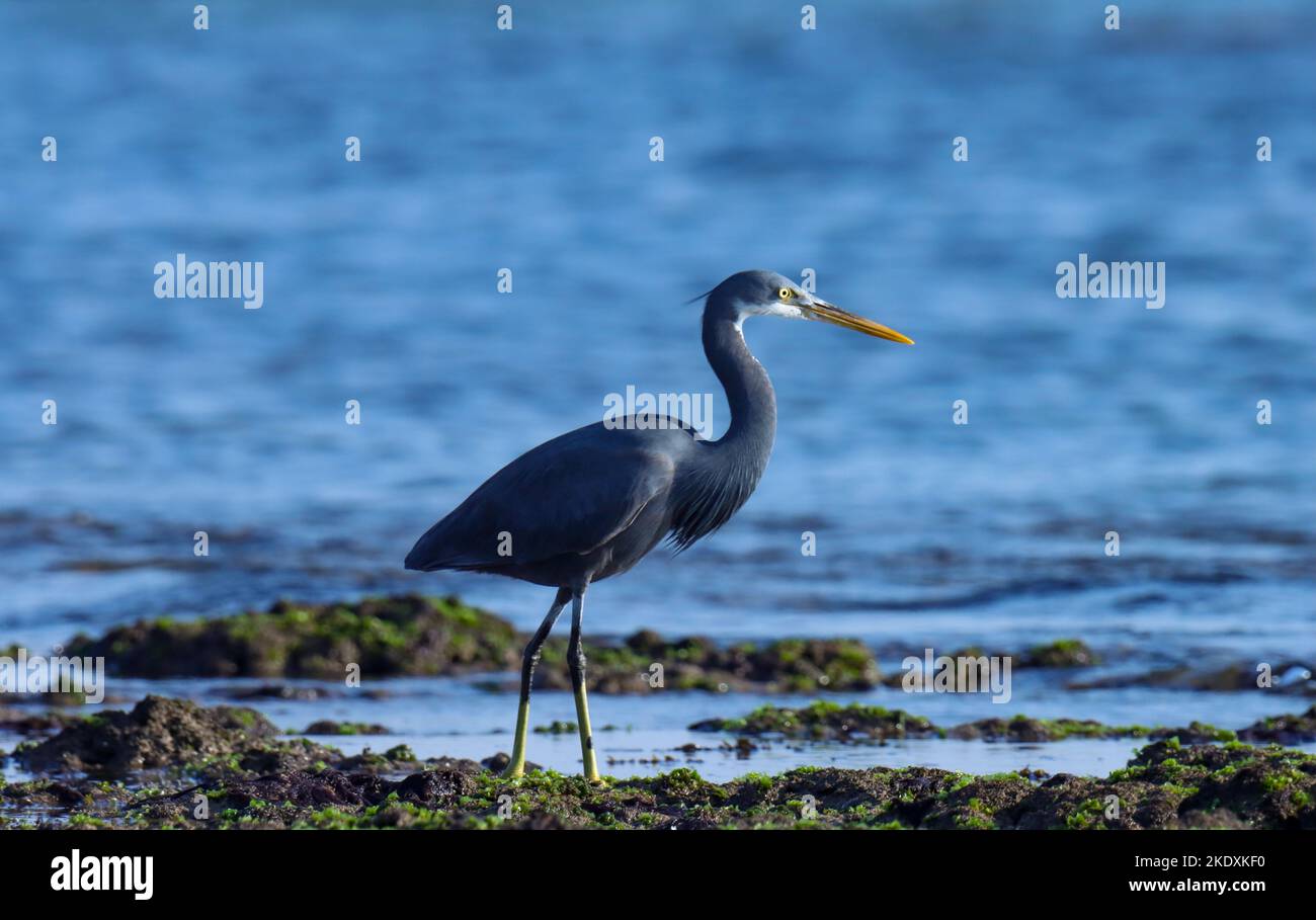 Western reef heron, egretta gularis, standing in ocean water, India ...