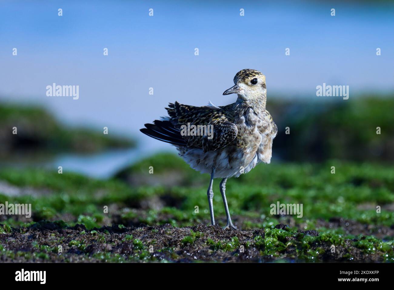 Pacific golden plover standing on rock, India. closeup of plover ...
