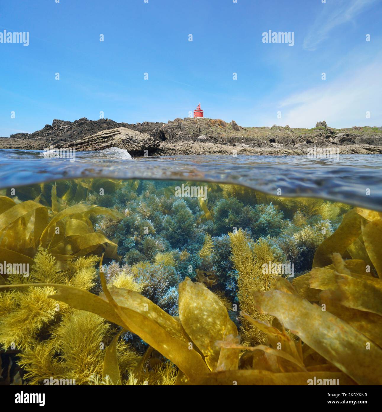 Rocky coast with a lighthouse and algae underwater, split level view ...