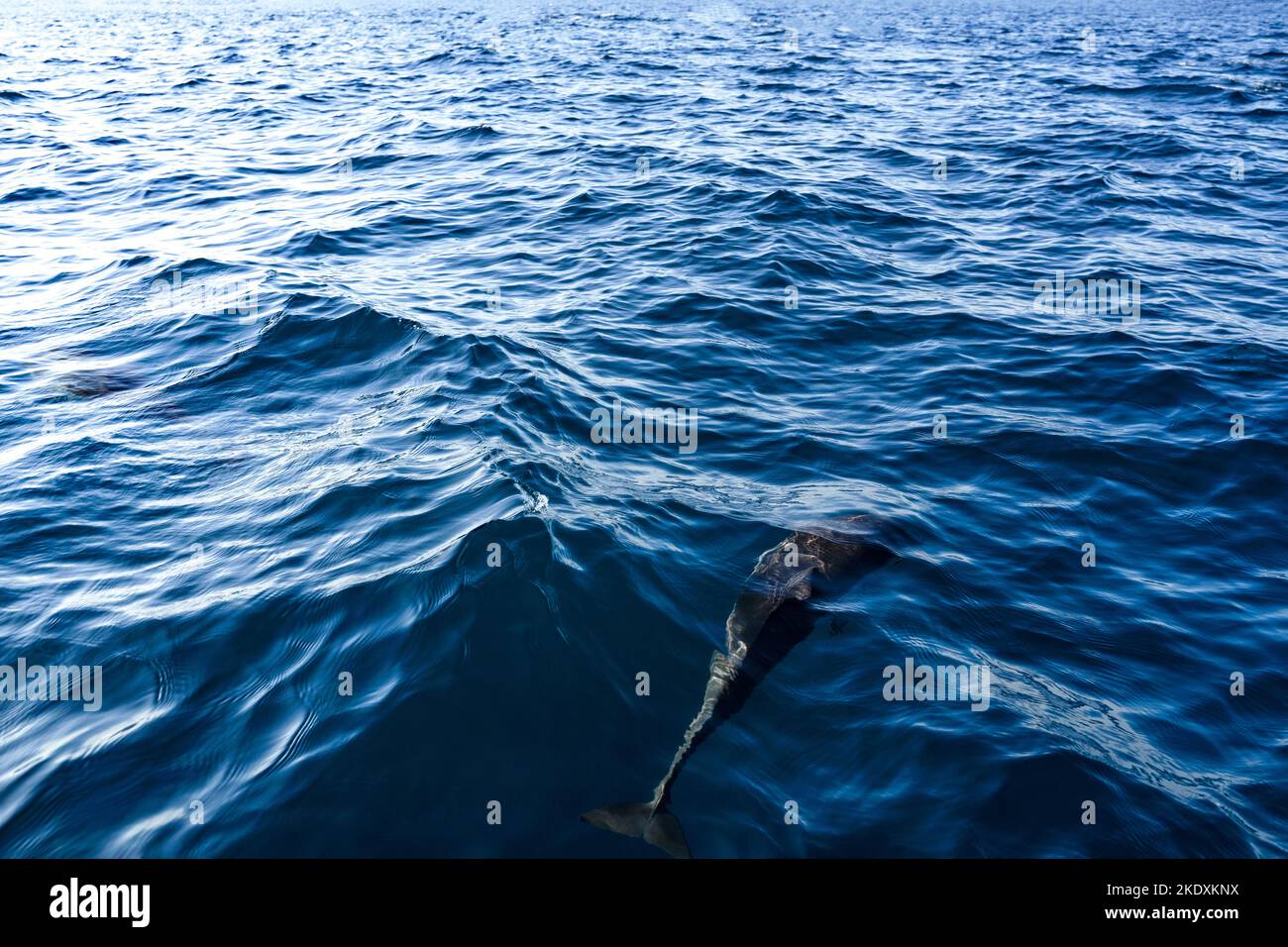 close up of a common dolphin underwater in the blue Pacific ocean on a ...
