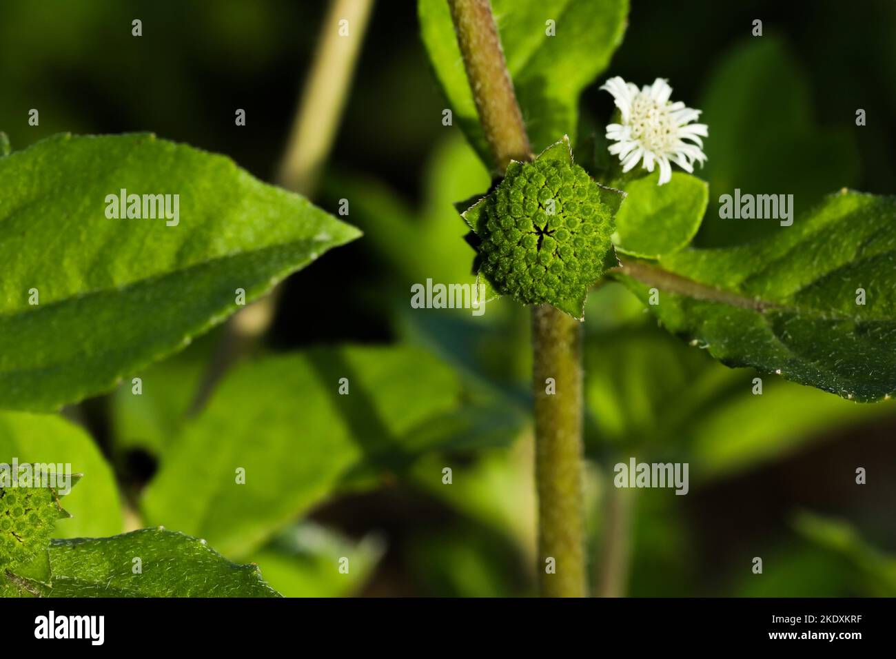 Eclipta plant in nature. false daisy or eclipta alba or bhringraj or ...