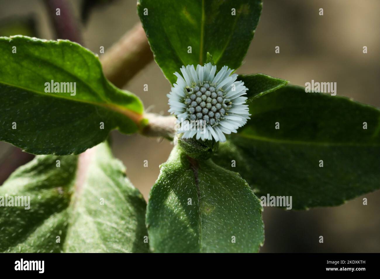 Eclipta plant in nature. false daisy or eclipta alba or bhringraj or ...