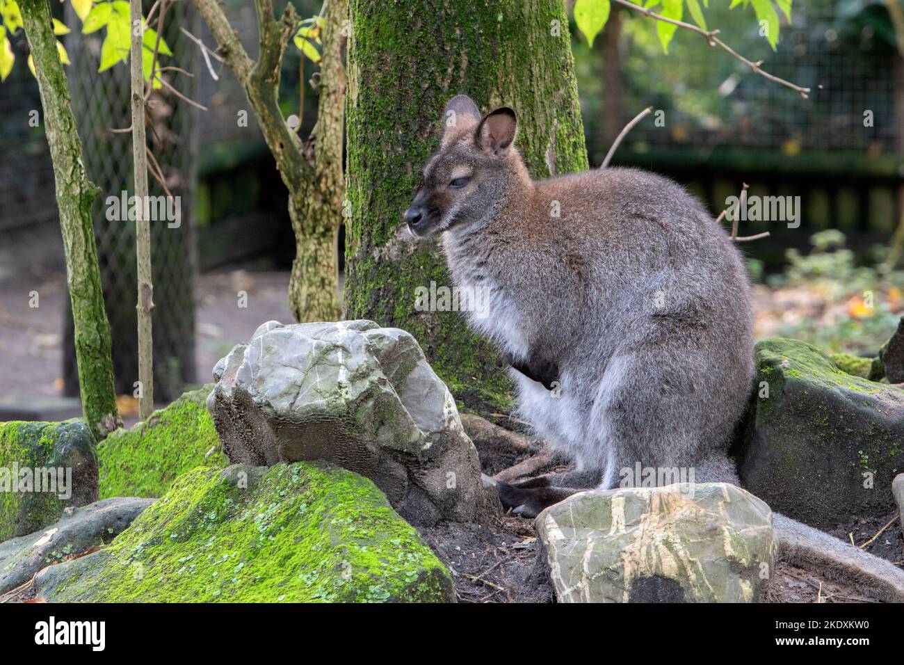 Bennett Wallaby At Amsterdam The Netherlands 8-11-2022 Stock Photo - Alamy