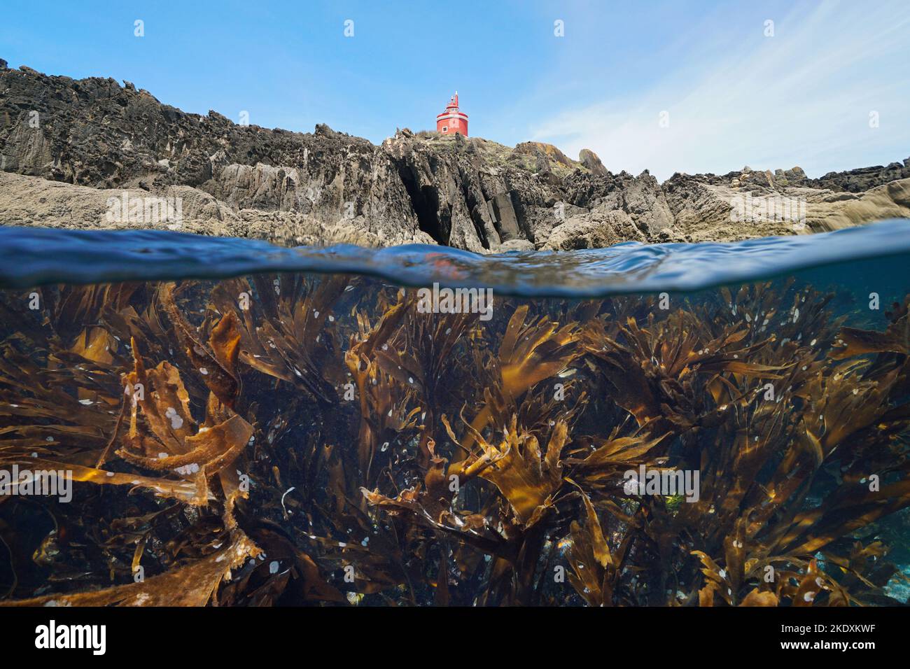 Rocky coastline with a lighthouse and kelp underwater, split level view ...