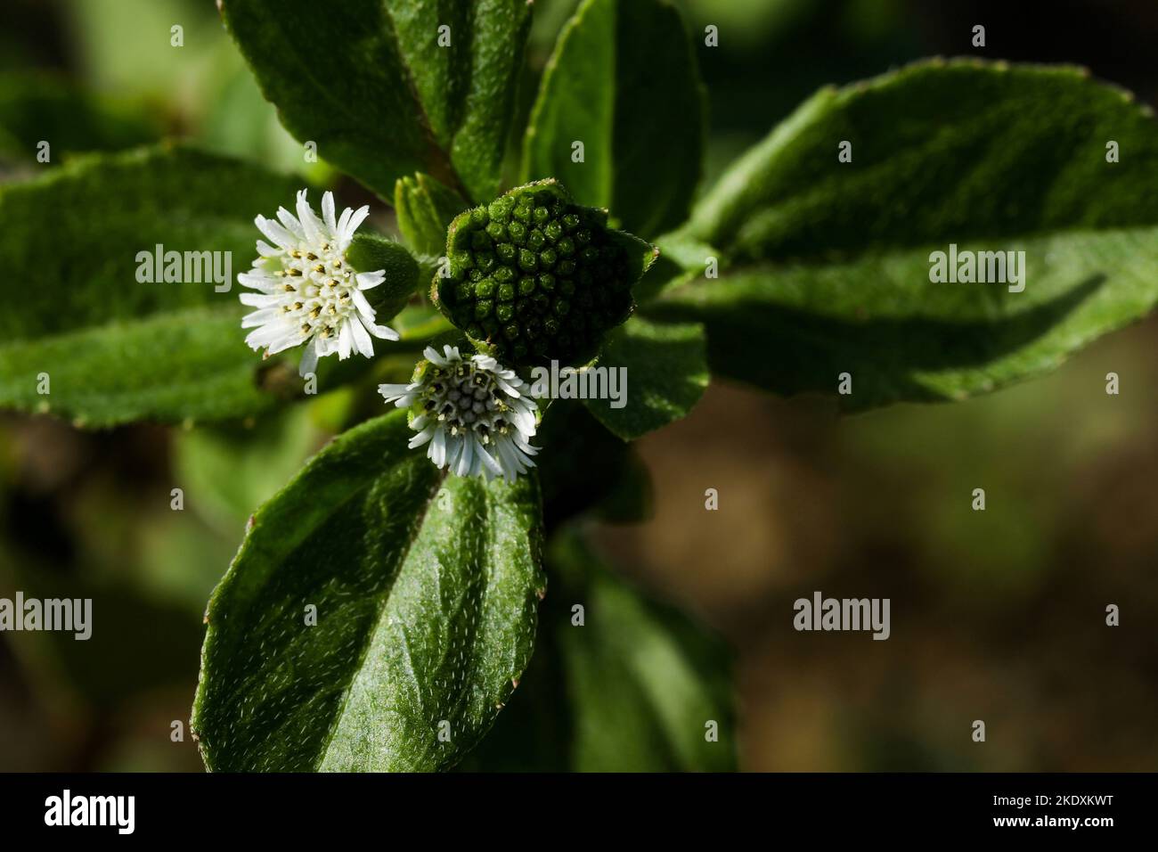 Eclipta plant in nature. false daisy or eclipta alba or bhringraj or ...