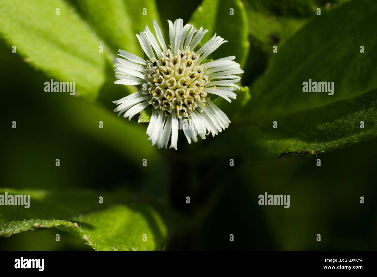 Eclipta plant in nature. false daisy or eclipta alba or bhringraj or ...