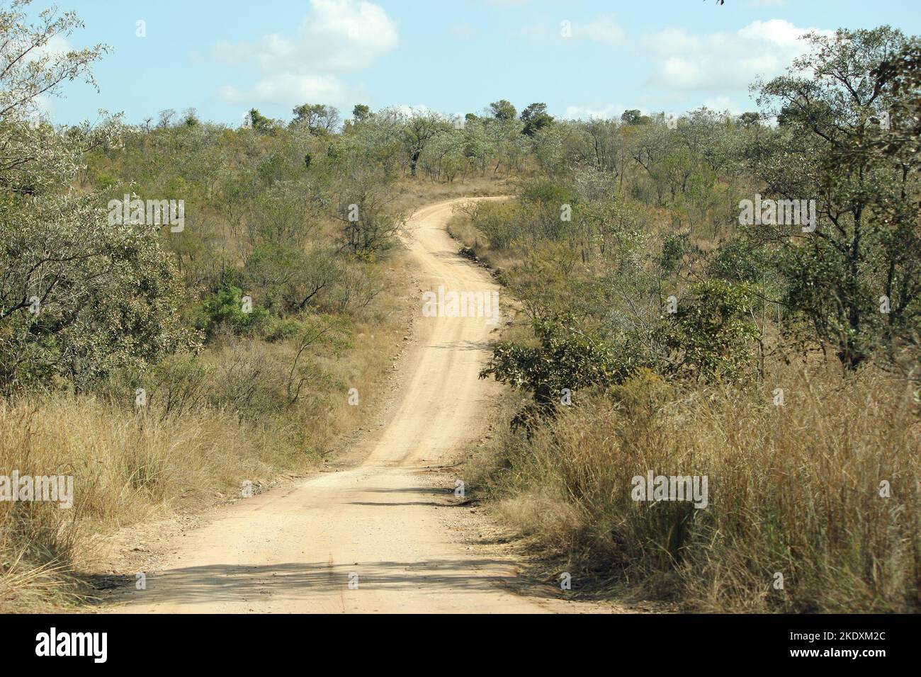 Color image of winding safari road in Kruger National Park in South ...