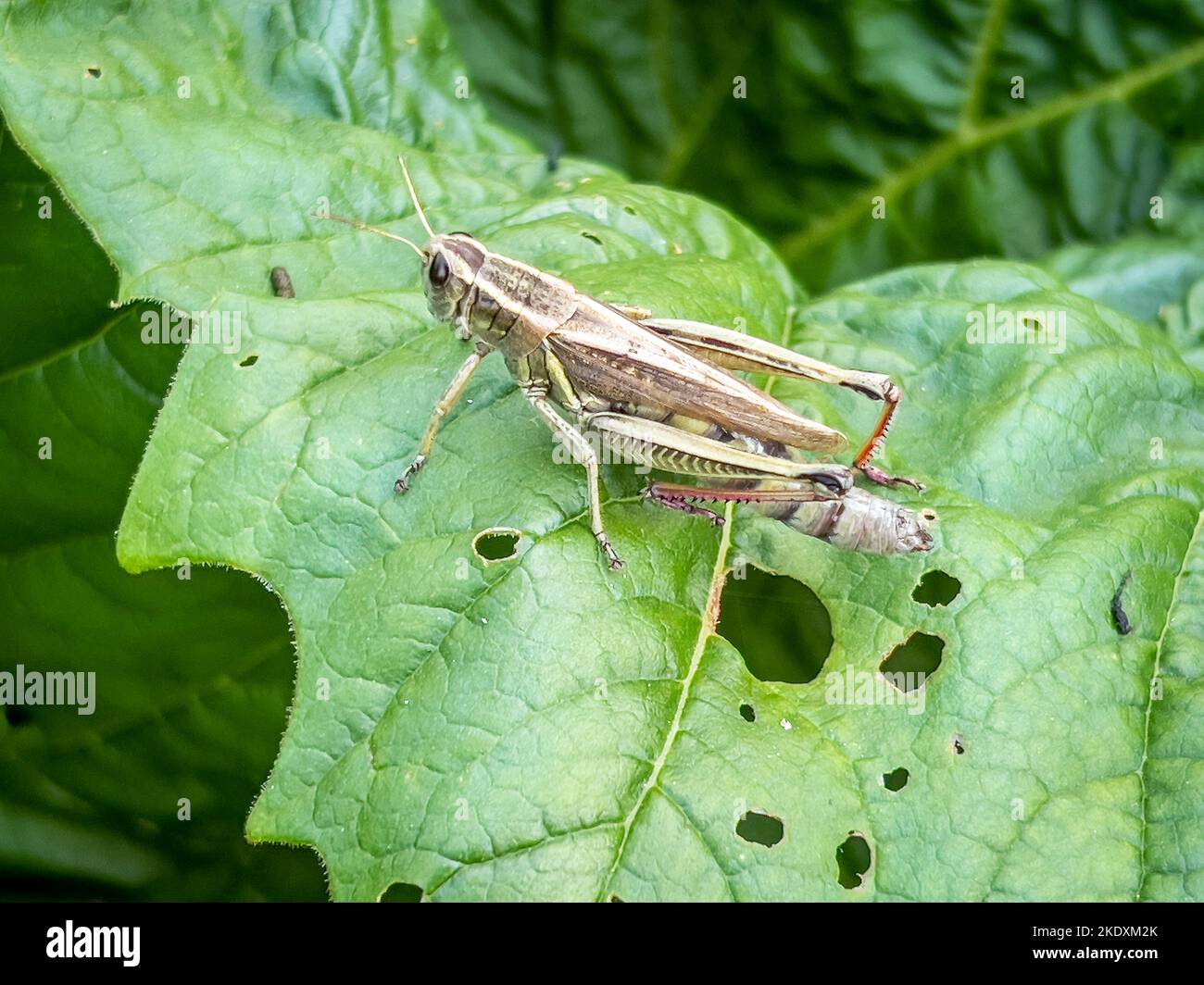American grasshopper hi-res stock photography and images - Alamy