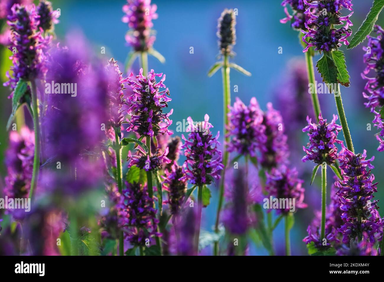 Blooming purple medical plant Betony ( Stachys Officinalis) on the ...