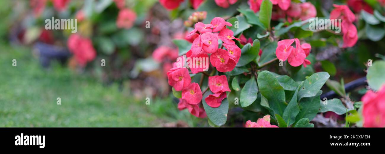 Pink spring flowers in garden, landscape design Stock Photo - Alamy