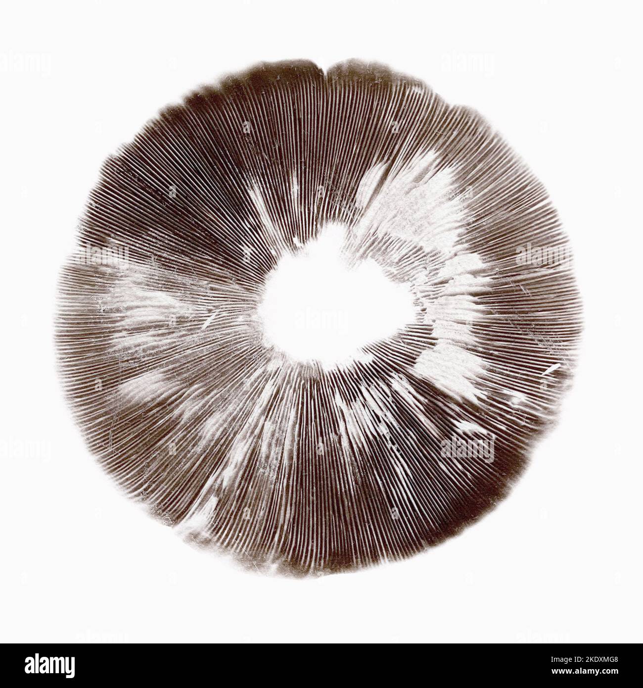 Galerina Marginata Spore Print