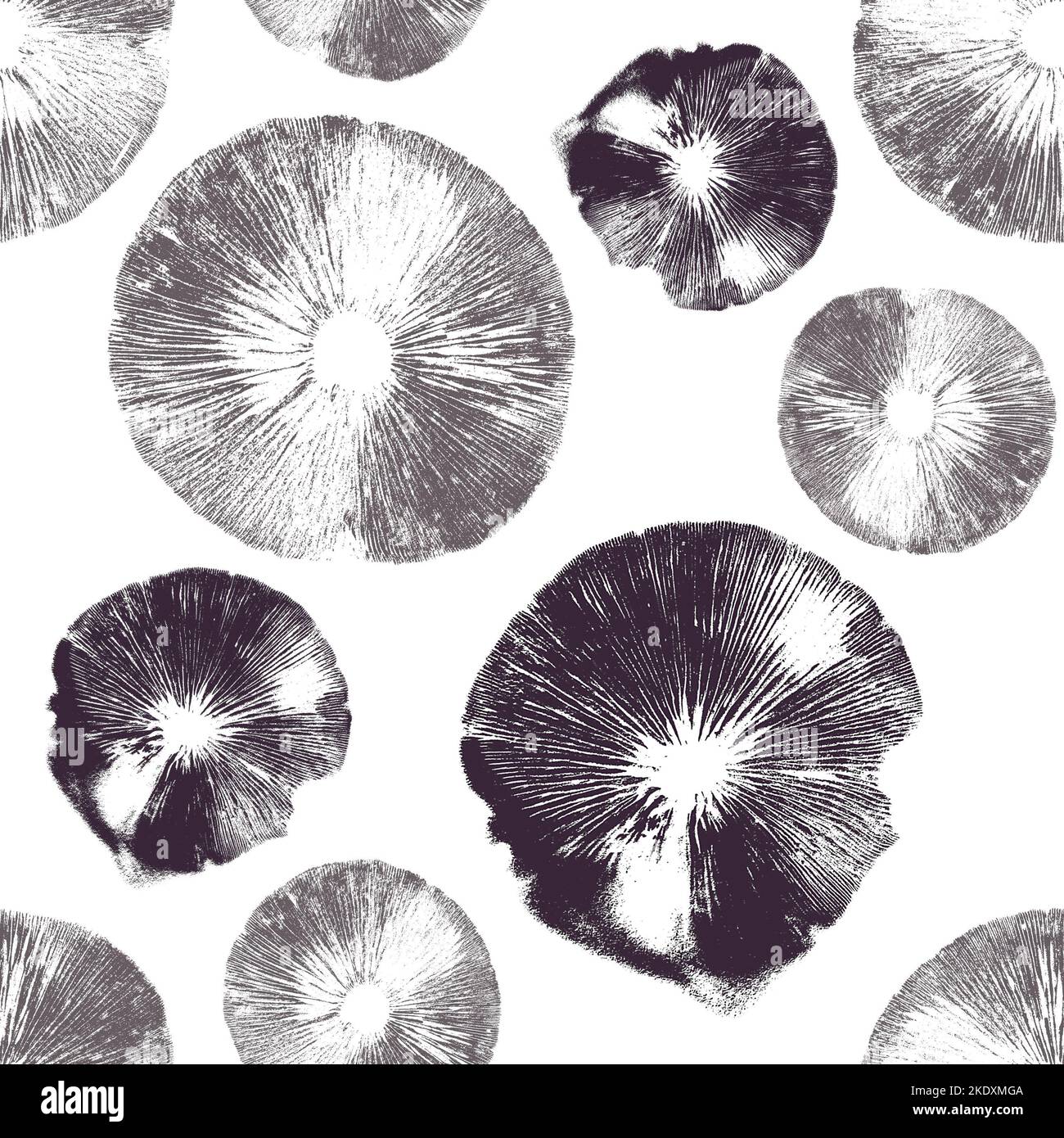 Mushroom spore print hi-res stock photography and images - Alamy